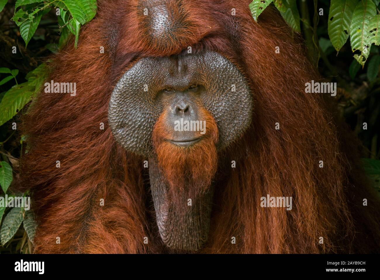 Portrait of a male Orangutan (Pongo pygmaeus) on an Orangutan Island ...