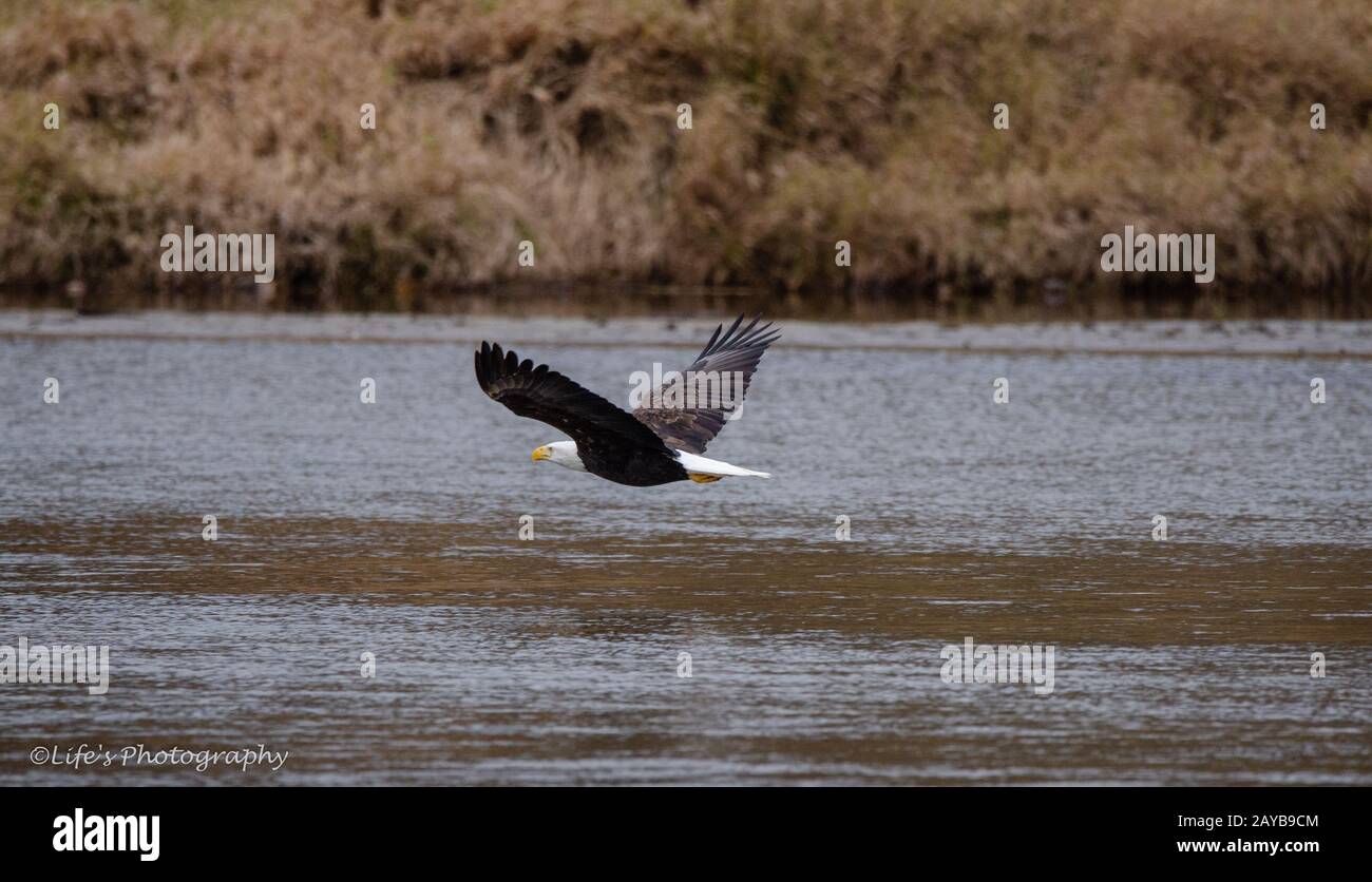 Eagle springs hi-res stock photography and images - Alamy