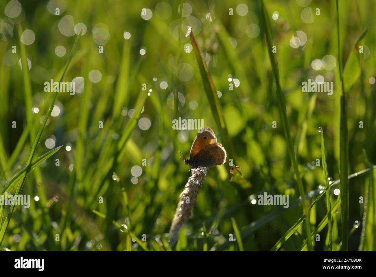 Meadow bird hi-res stock photography and images - Alamy