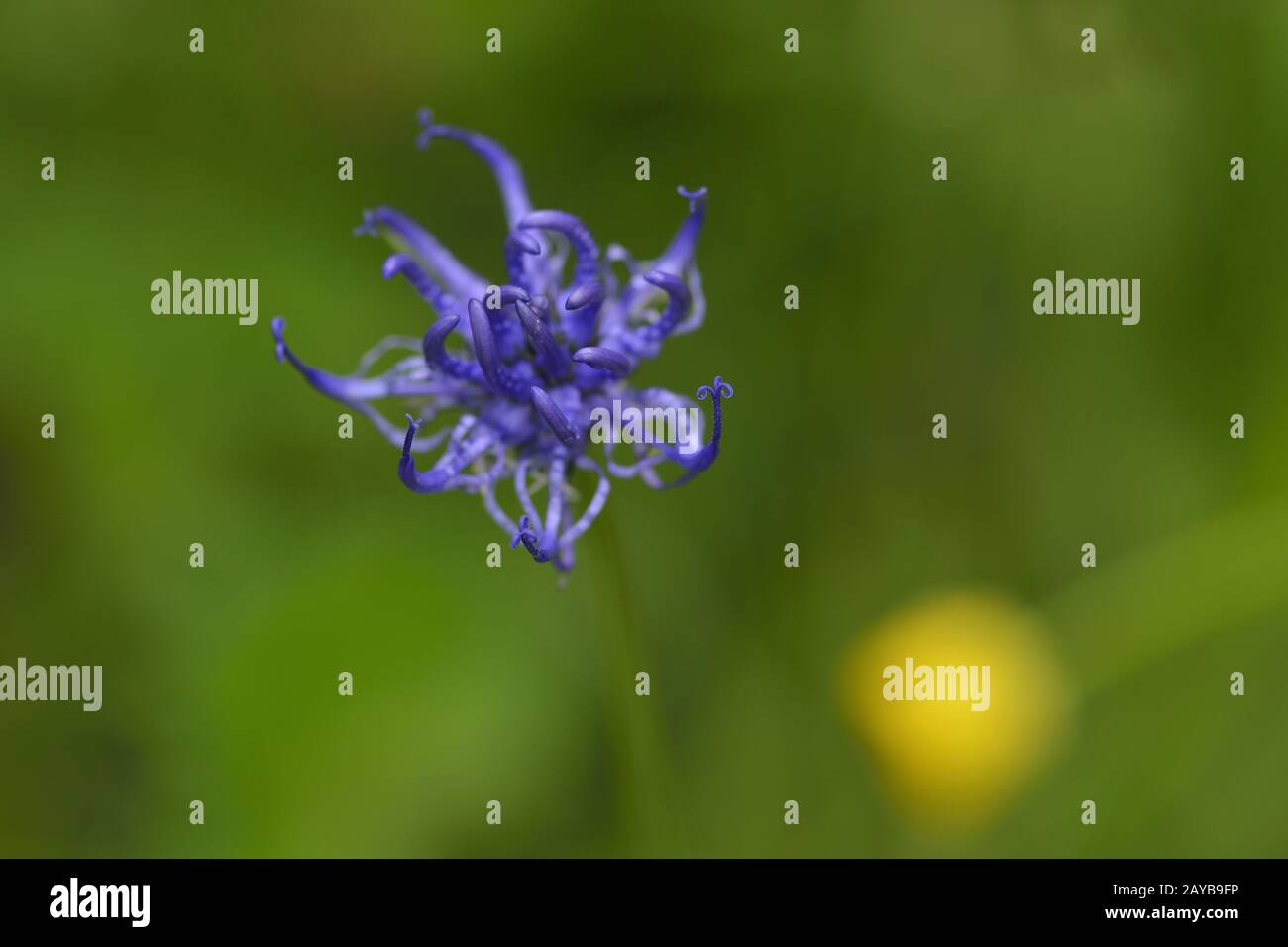 Spherical Devil's Claw Stock Photo - Alamy