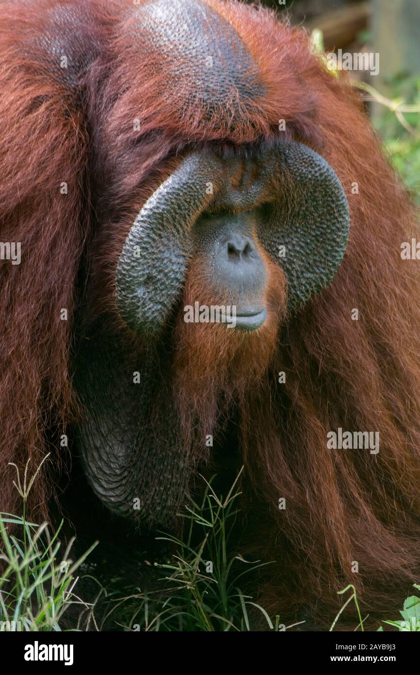 Portrait of a male Orangutan (Pongo pygmaeus) on an Orangutan Island ...