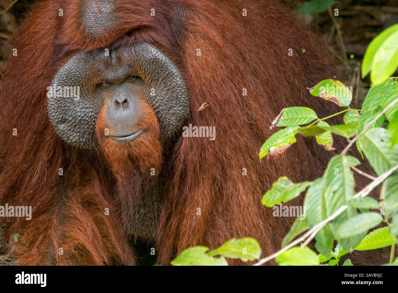 Portrait of a male Orangutan (Pongo pygmaeus) on an Orangutan Island ...