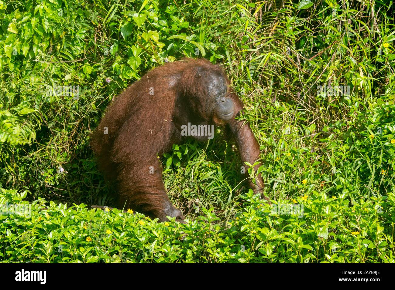A female Orangutan (Pongo pygmaeus) on an Orangutan Island (designed to ...