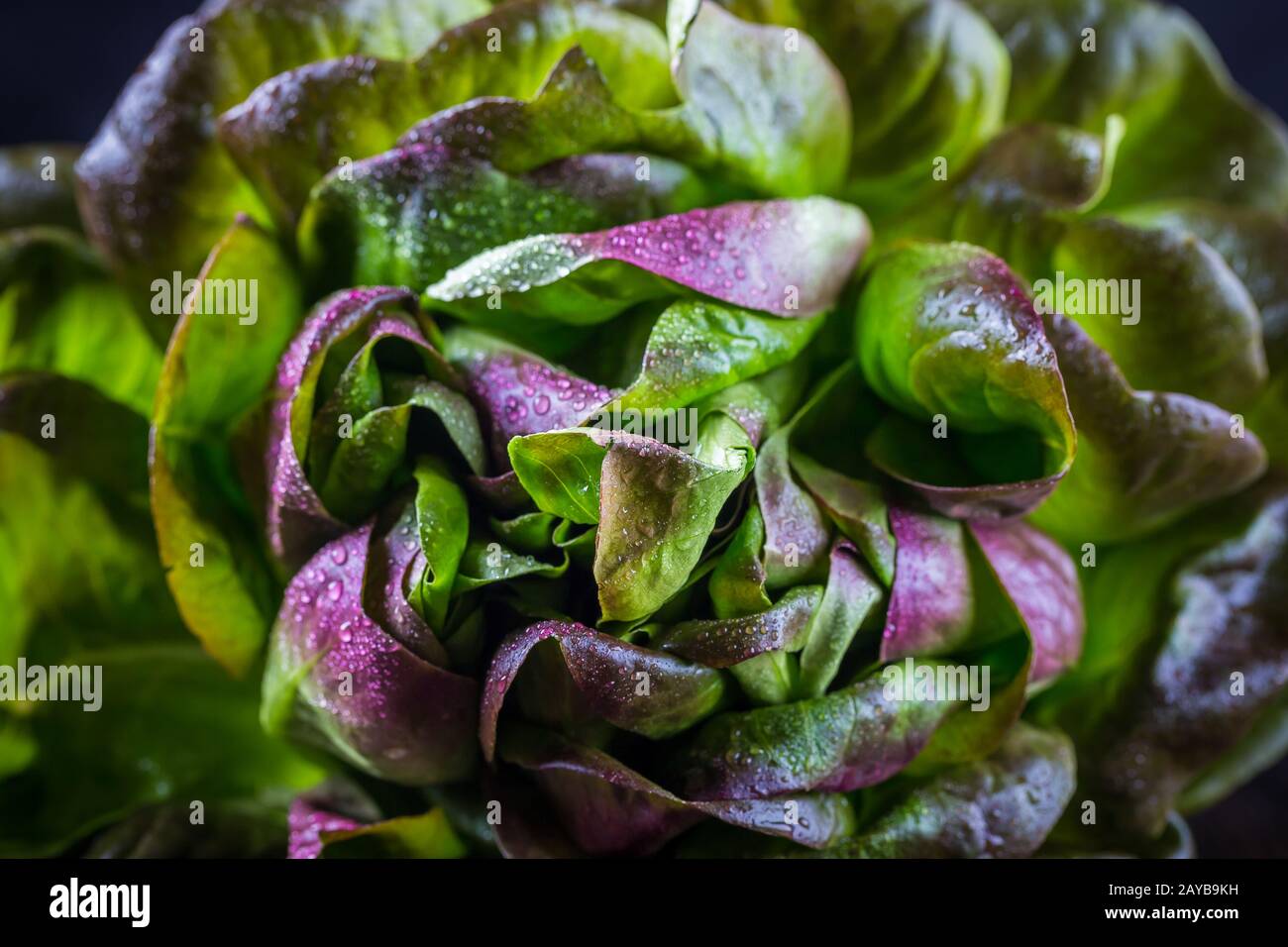 Organic Red Oakleaf lettuce Stock Photo - Alamy