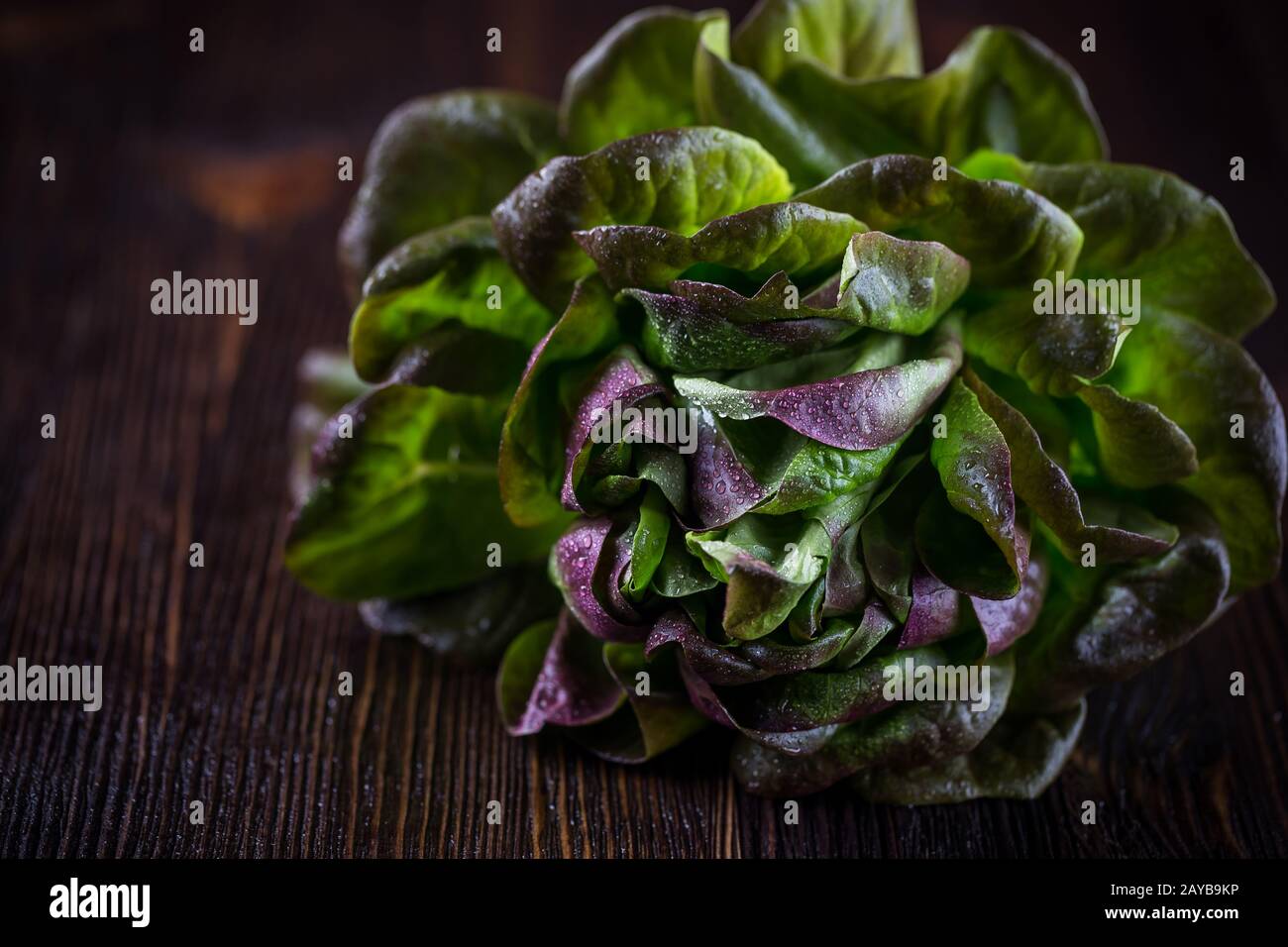 Organic Red Oakleaf lettuce Stock Photo - Alamy