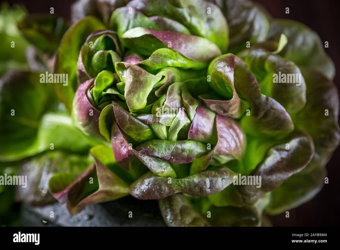 Organic Red Oakleaf lettuce Stock Photo - Alamy