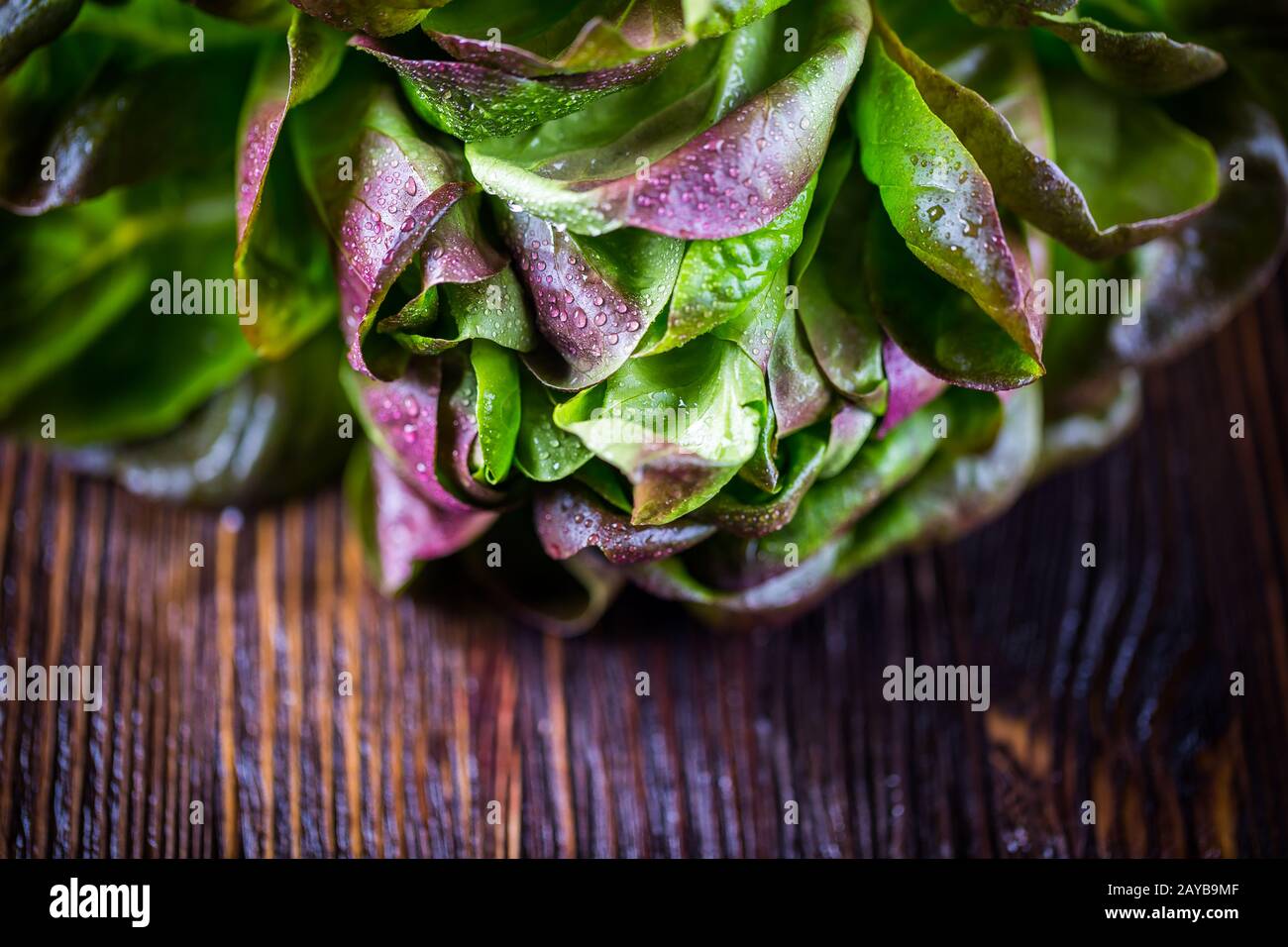 Organic Red Oakleaf lettuce Stock Photo - Alamy