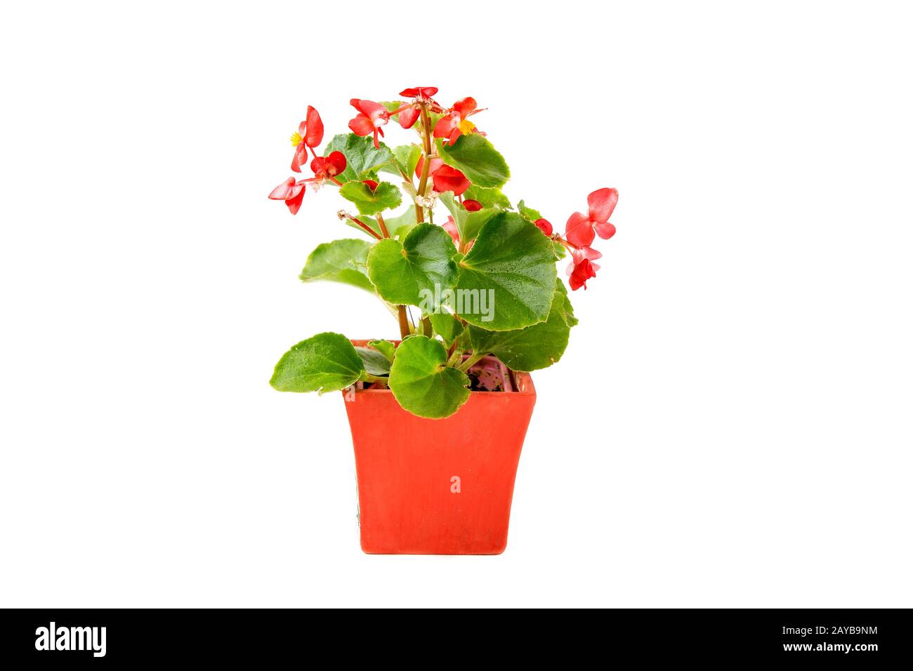 Flower begonia in botanical Cut Out Stock Images & Pictures - Alamy