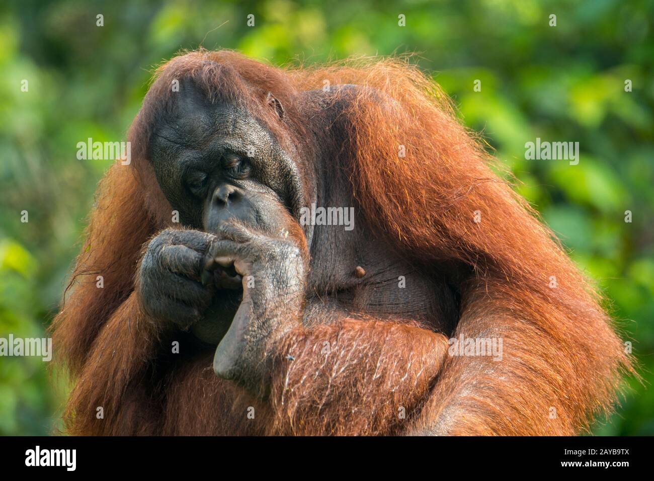 Orangutan foot hi-res stock photography and images - Alamy