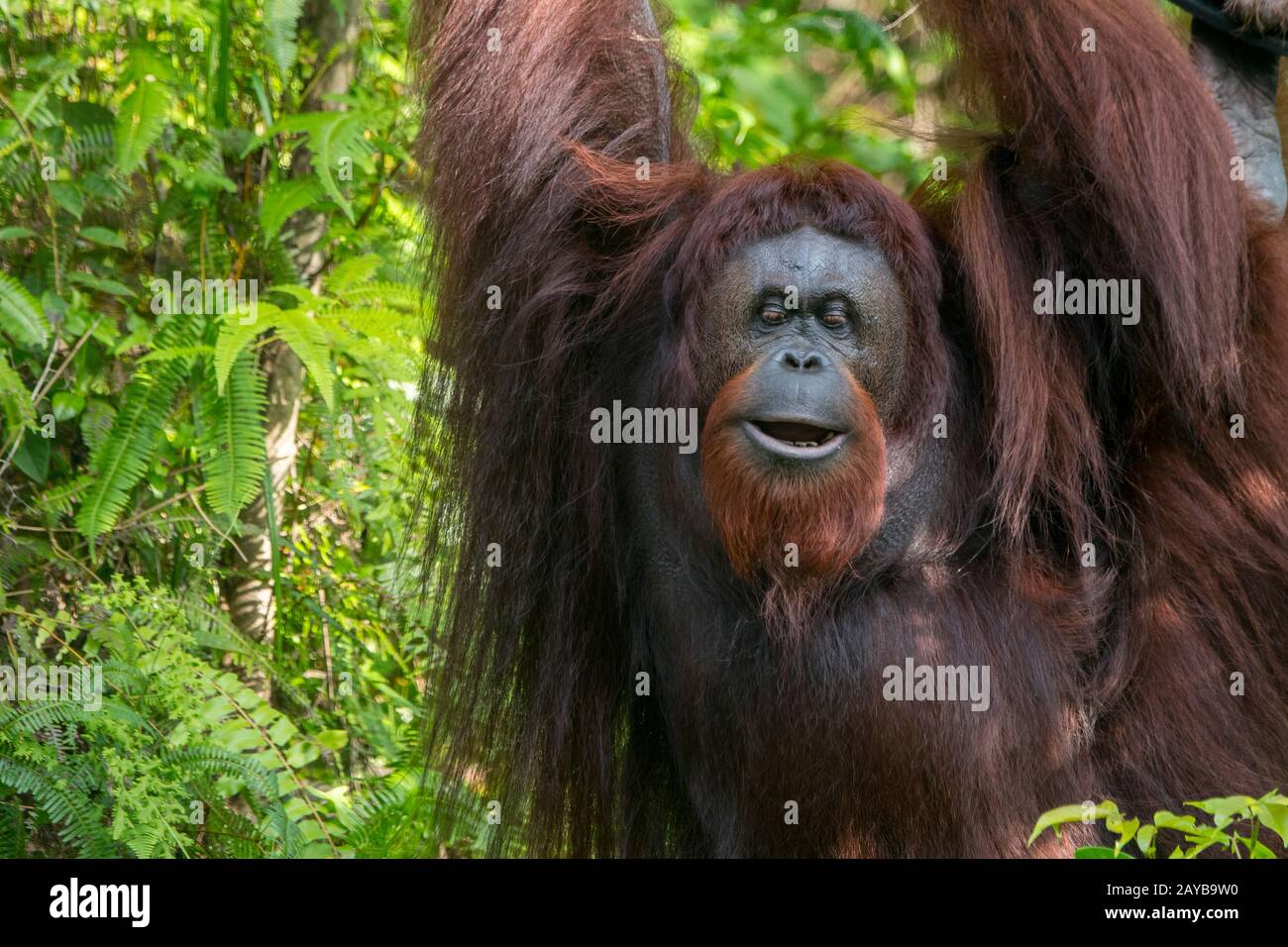 A female Orangutan (Pongo pygmaeus) on an Orangutan Island (designed to ...