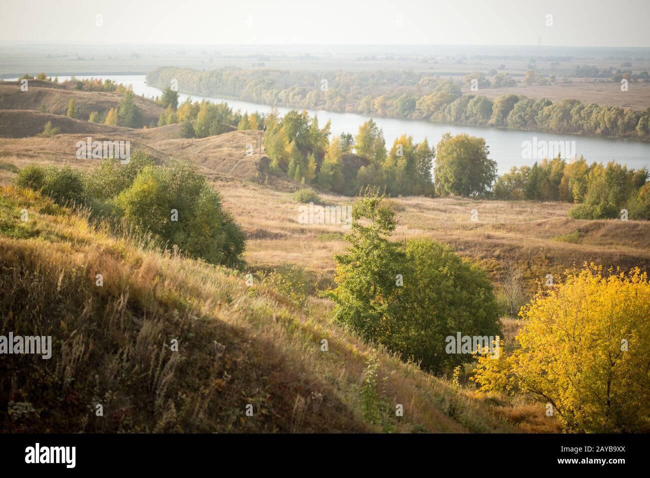 Oka trees hi-res stock photography and images - Alamy