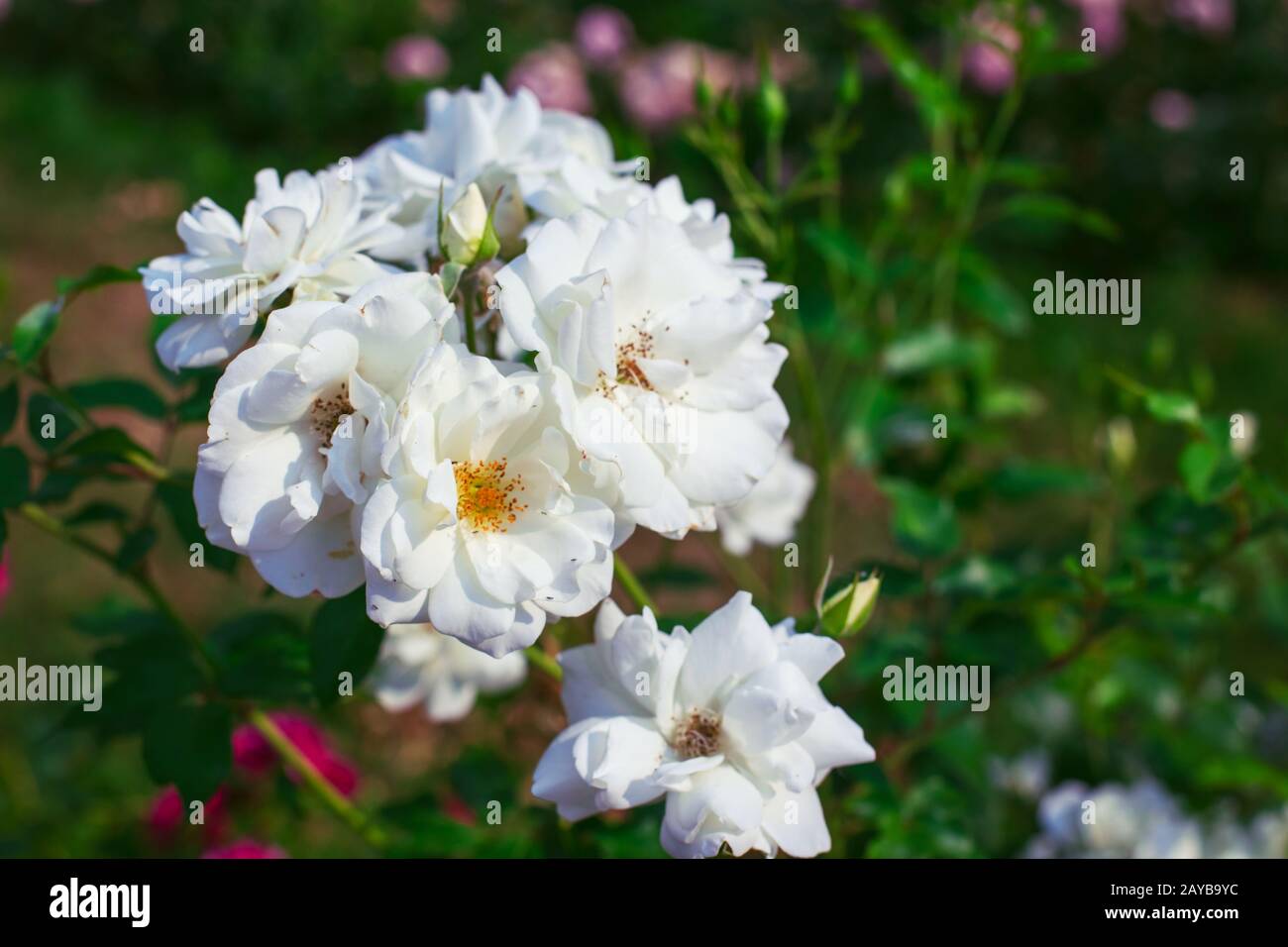 Rosesin hi-res stock photography and images - Alamy