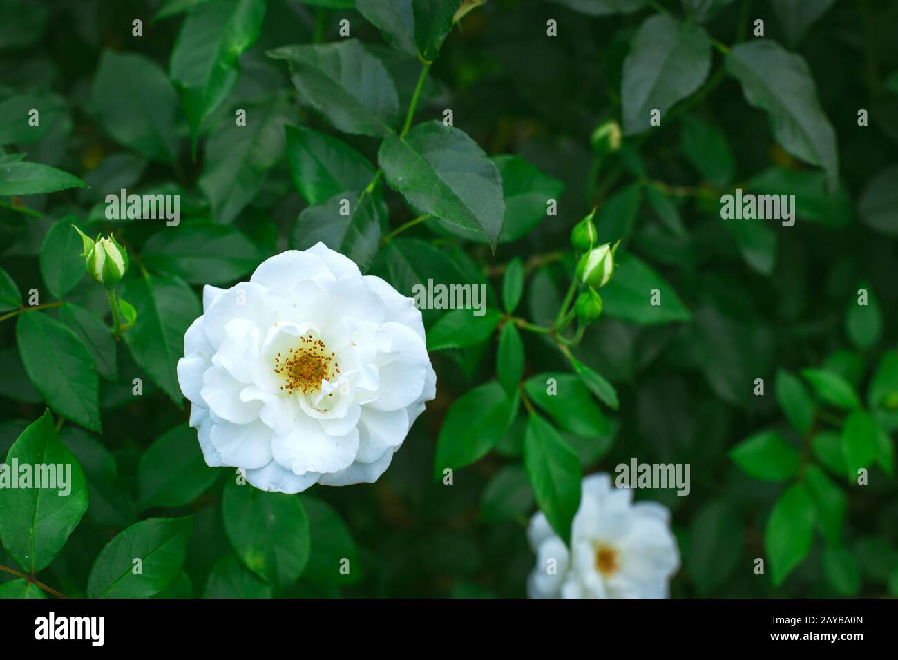 White rose in garden Stock Photo - Alamy