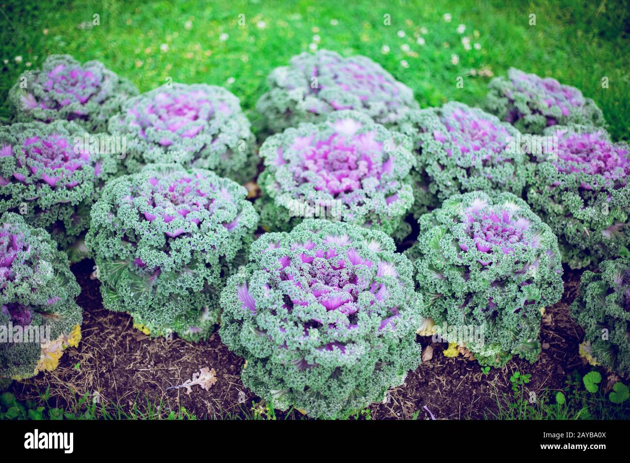 Cabbage plant leaves Stock Photo - Alamy