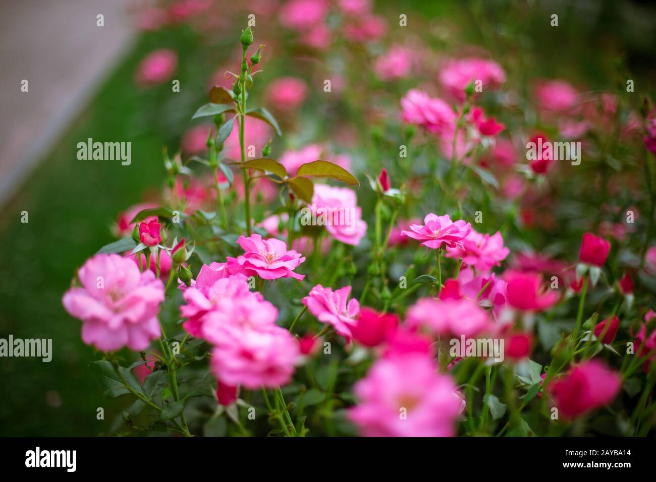 Pink roses in garden Stock Photo - Alamy