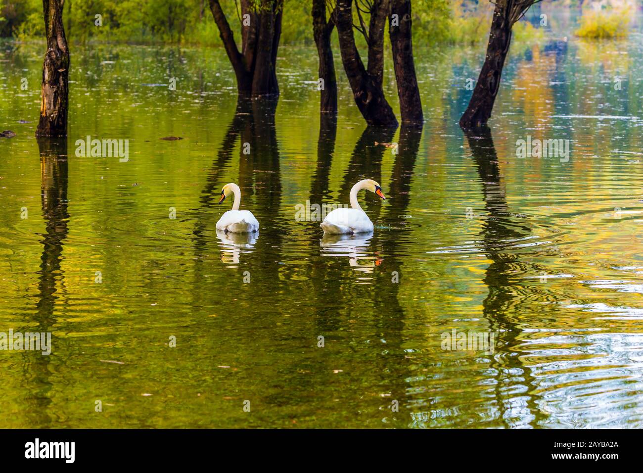 Smooth spring hi-res stock photography and images - Alamy