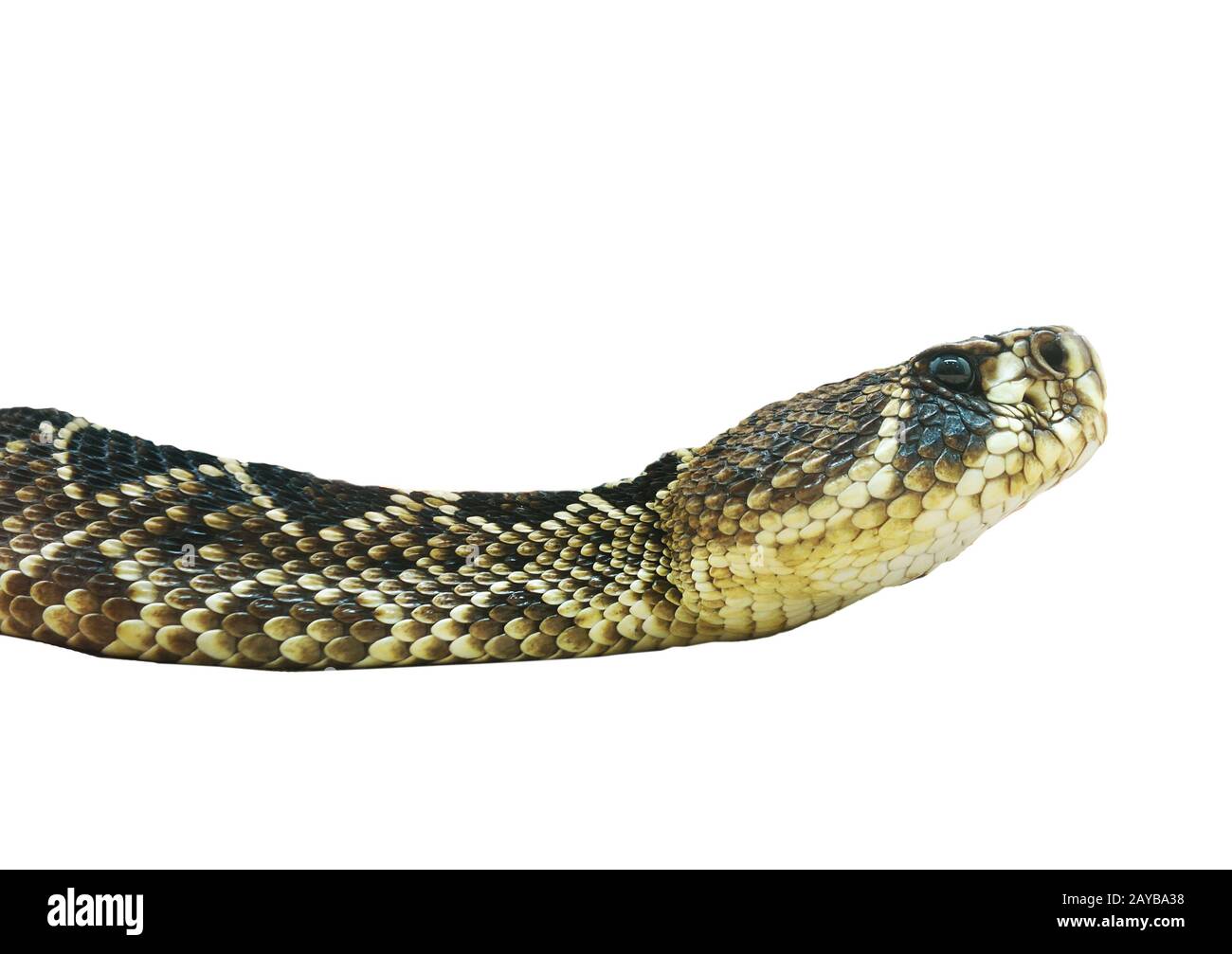 Eastern diamondback snake hi-res stock photography and images - Alamy