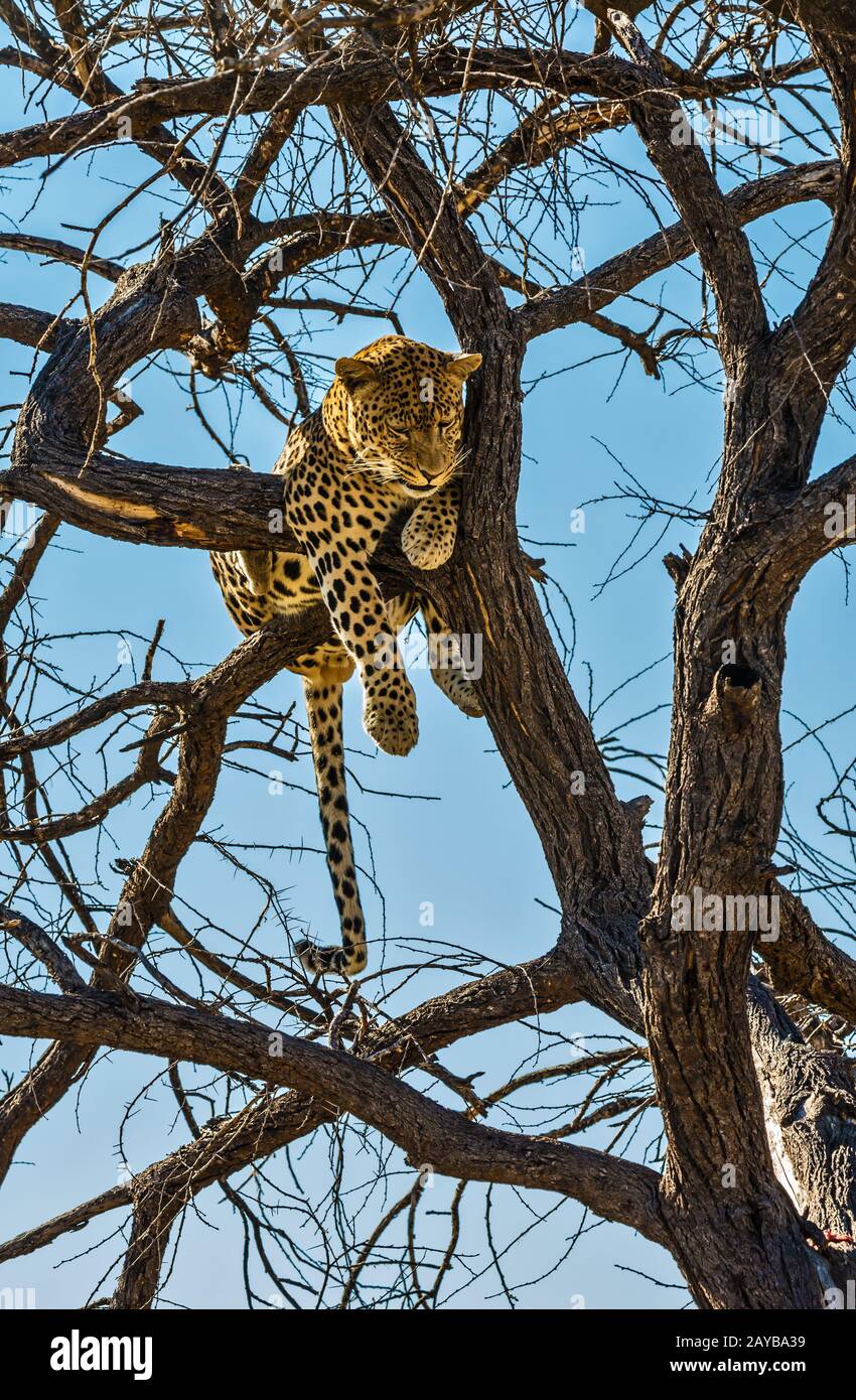 Contented animal hi-res stock photography and images - Alamy