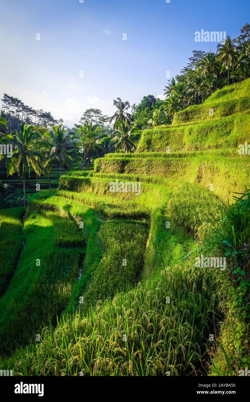 Paddy field rice terraces, ceking, Ubud, Bali, Indonesia Stock Photo ...