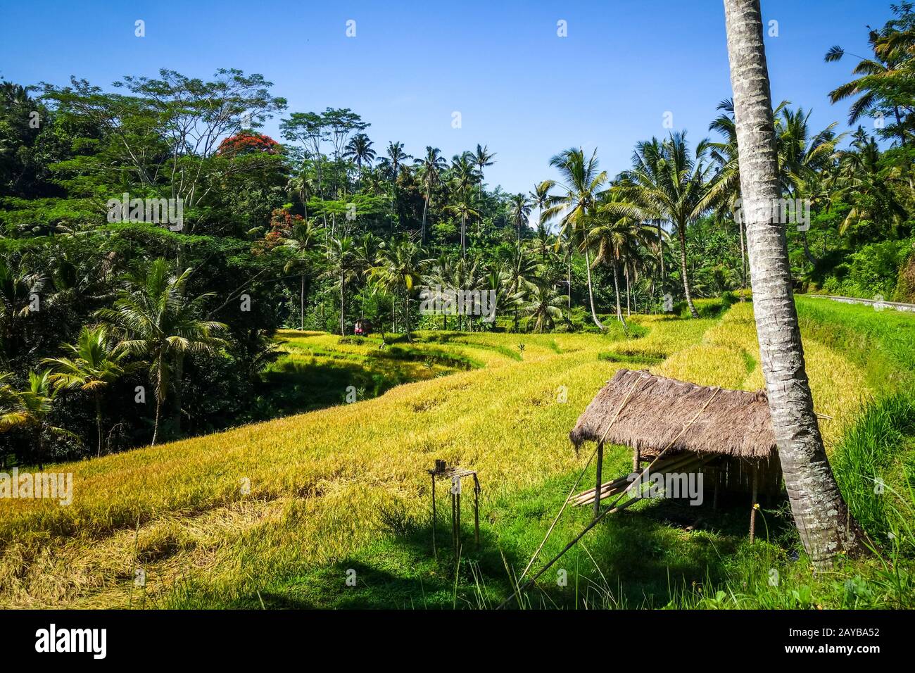 Paddy field in Gunung Kawi temple, Ubud, Bali, Indonesia Stock Photo ...
