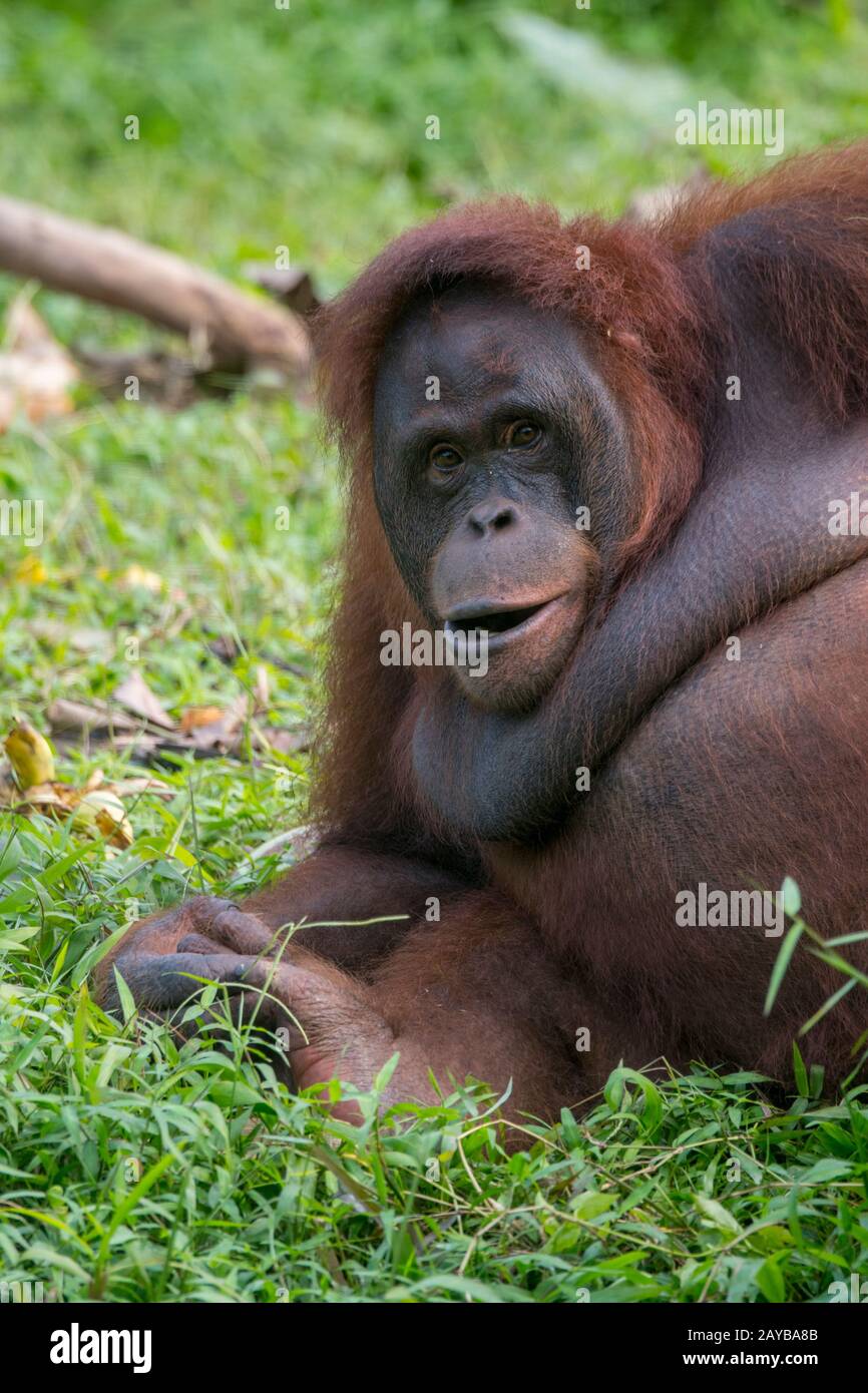 A female Orangutan (Pongo pygmaeus) is laying in the grass on an ...