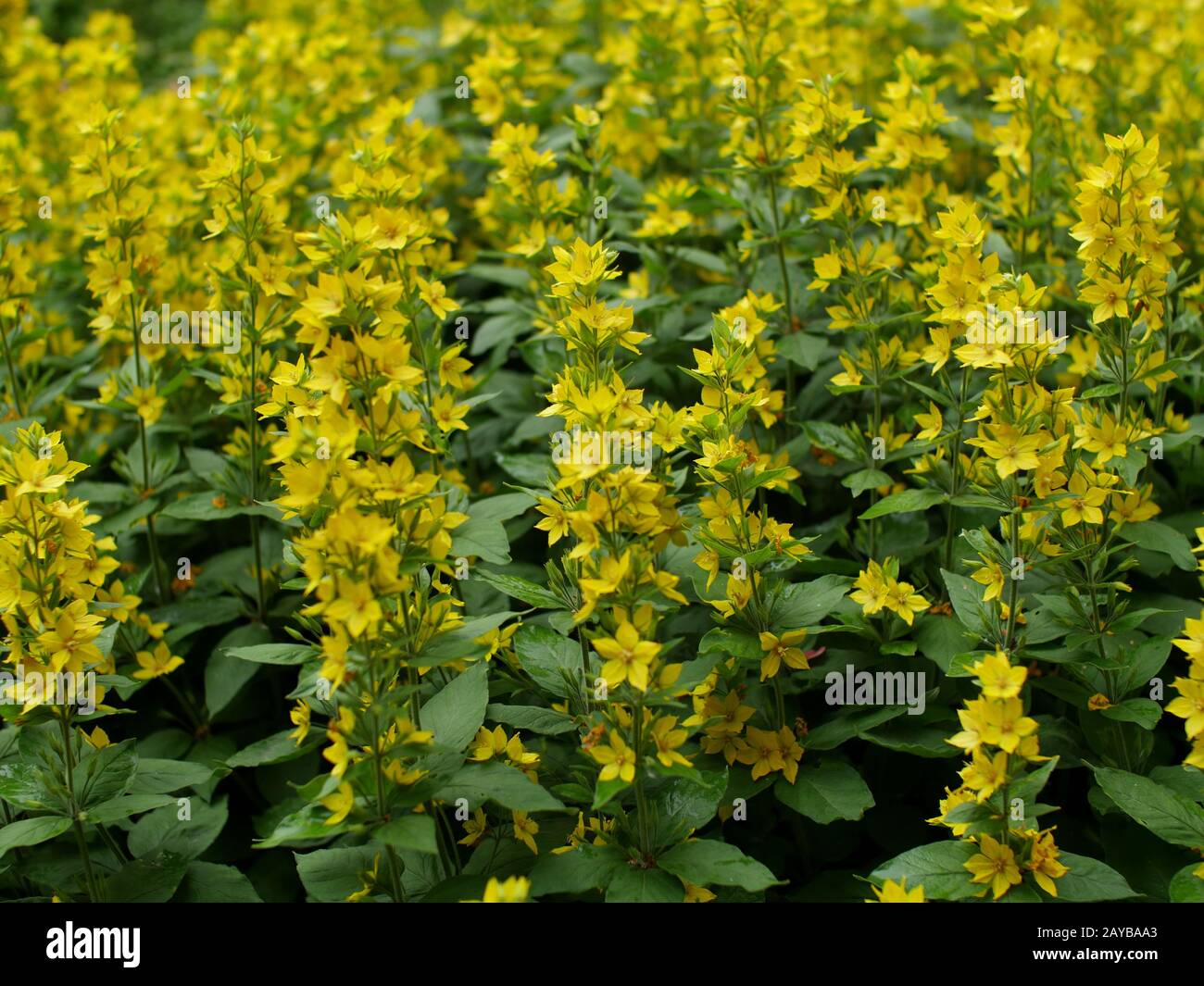 Yellow flowers bright hi-res stock photography and images - Alamy