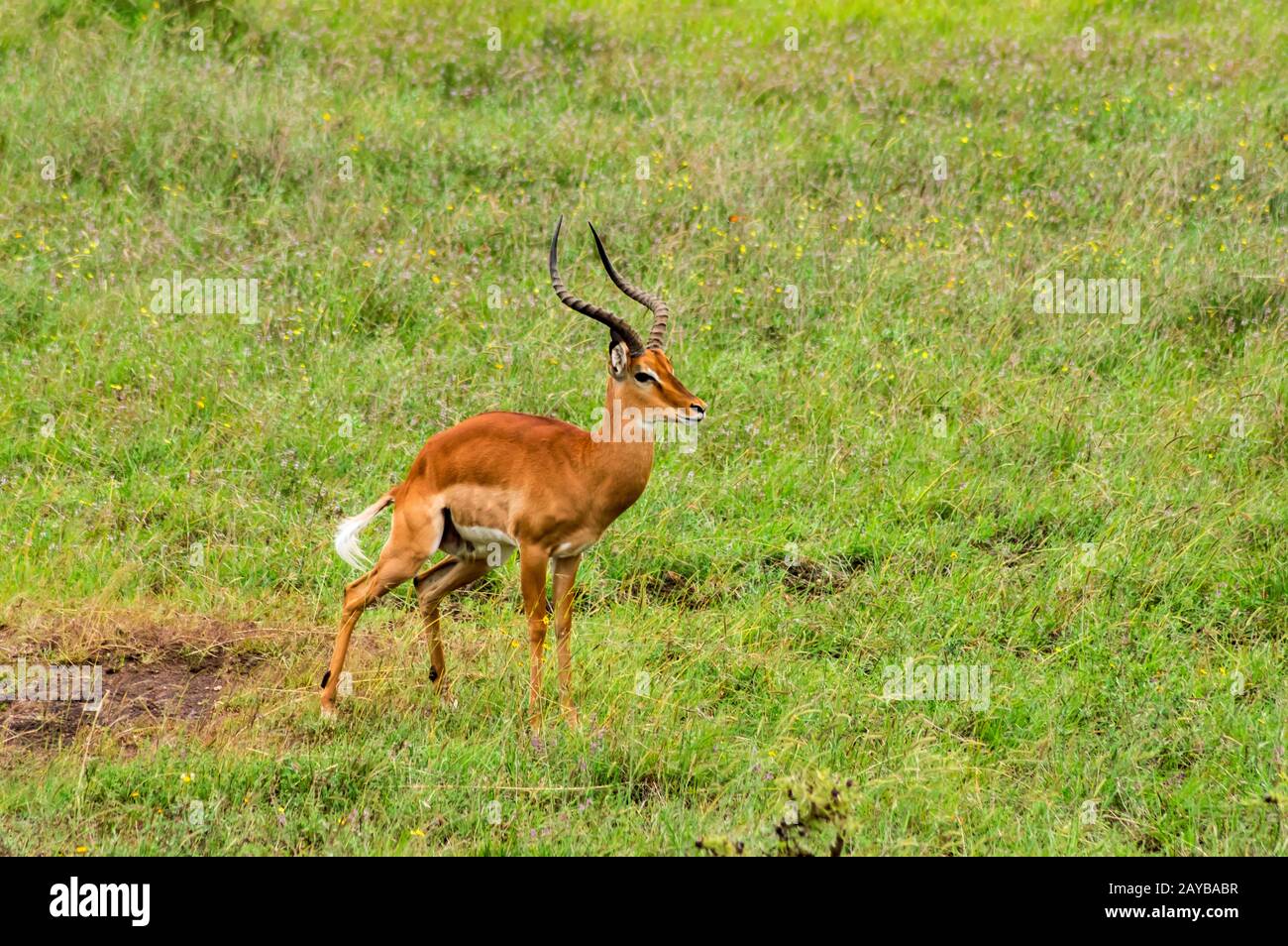 Male female springbok hi-res stock photography and images - Alamy