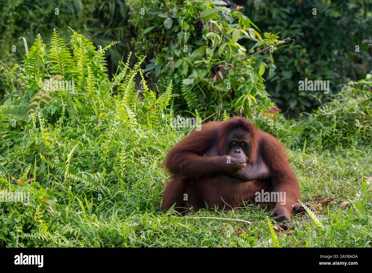 A female Orangutan (Pongo pygmaeus) is sitting in the grass on an ...