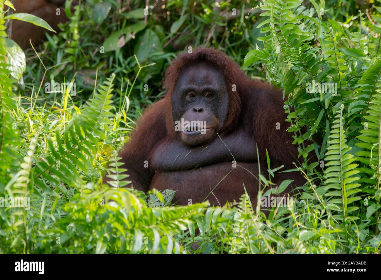 Vegetation rehabilitation hi-res stock photography and images - Alamy