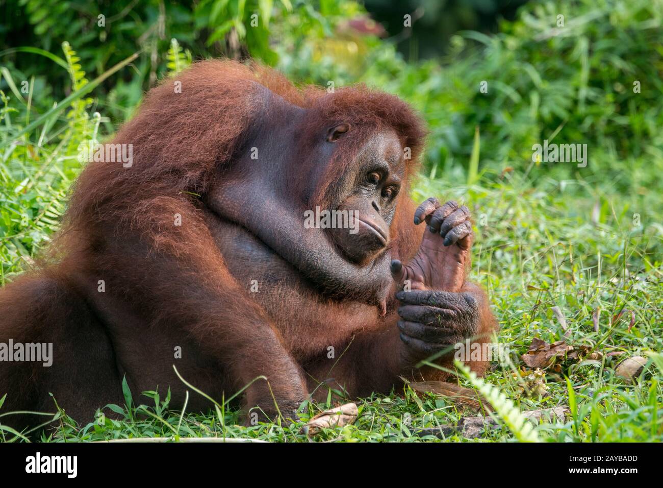 A female Orangutan (Pongo pygmaeus) is sitting in the grass on an ...