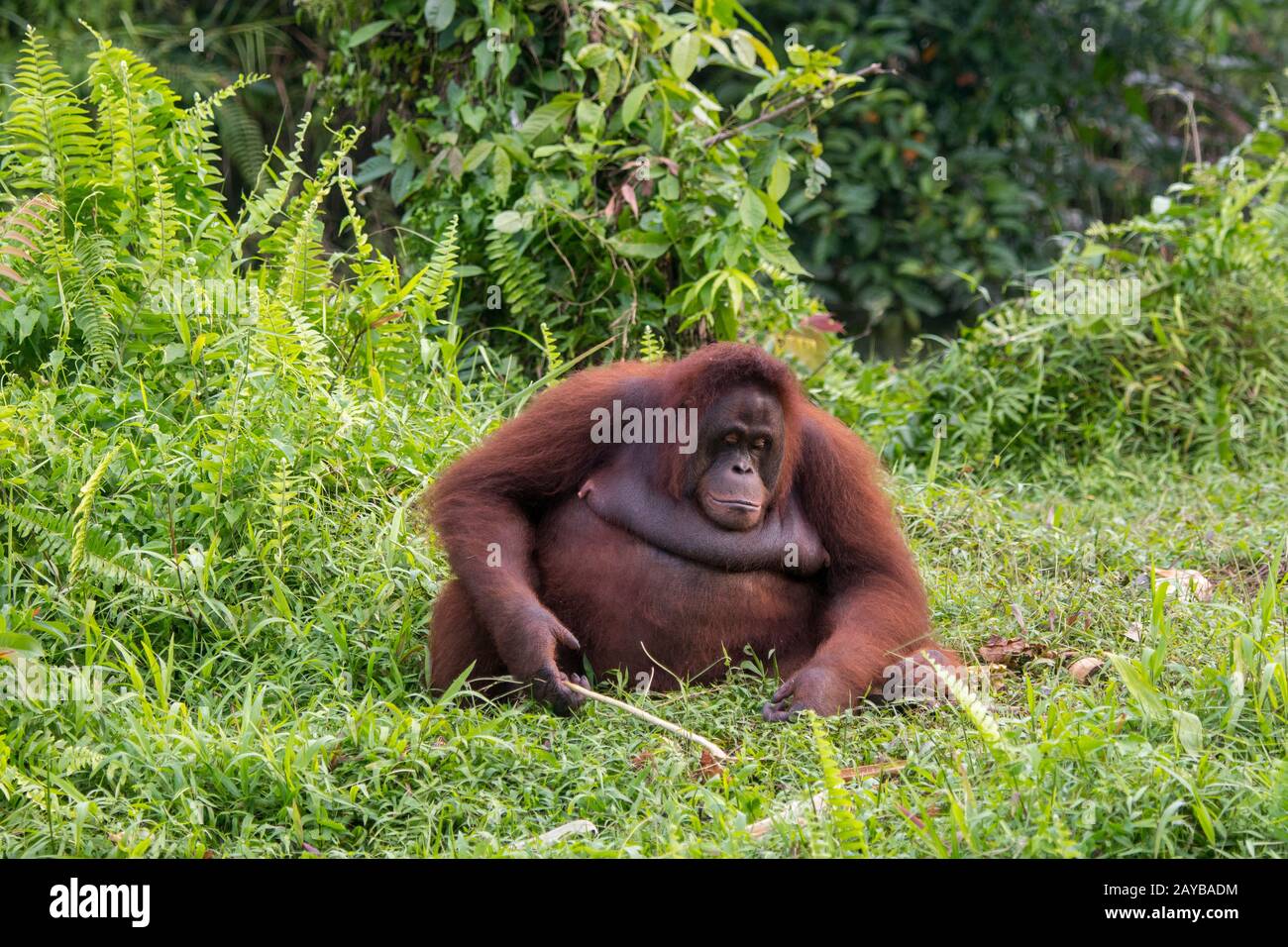 Female orangutan hi-res stock photography and images - Alamy