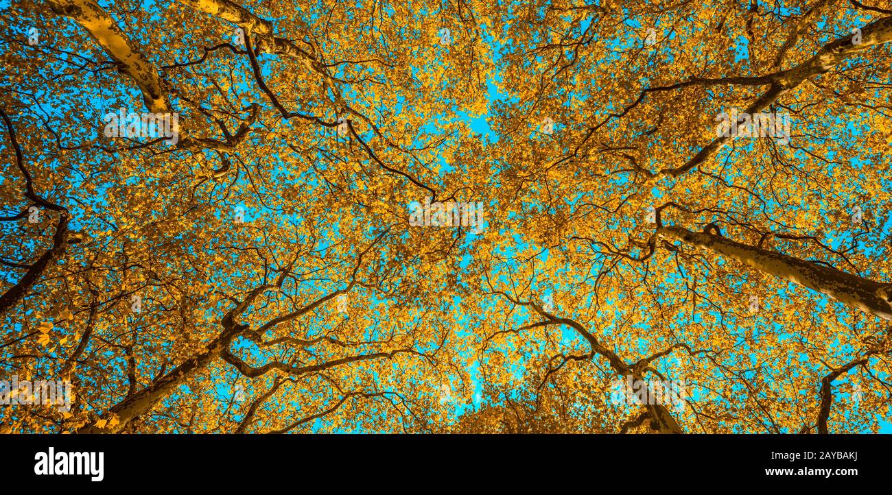 Autunm trees in the park, perfect fall scenery Stock Photo - Alamy