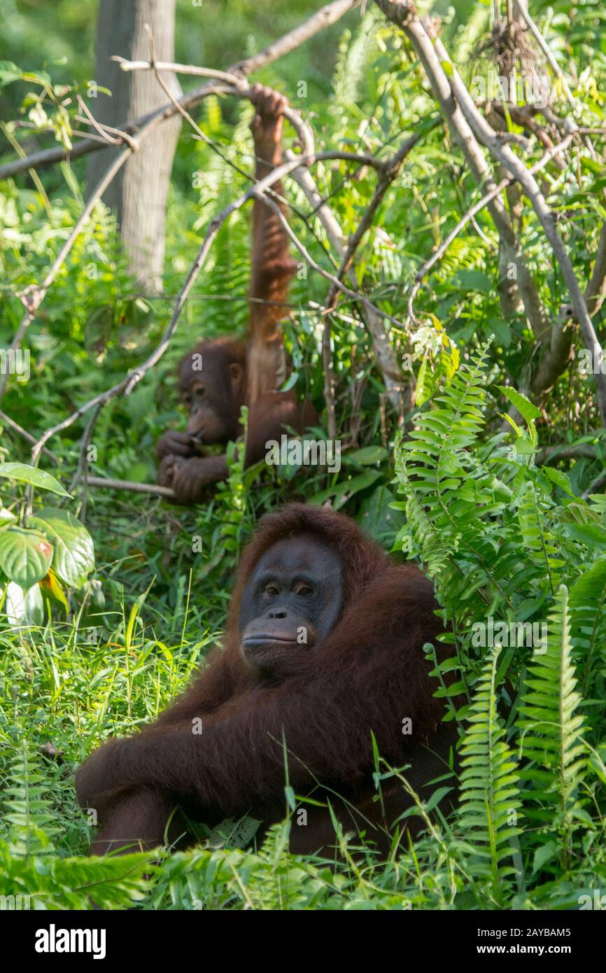 A female Orangutan (Pongo pygmaeus) with a 2 year old baby in the ...