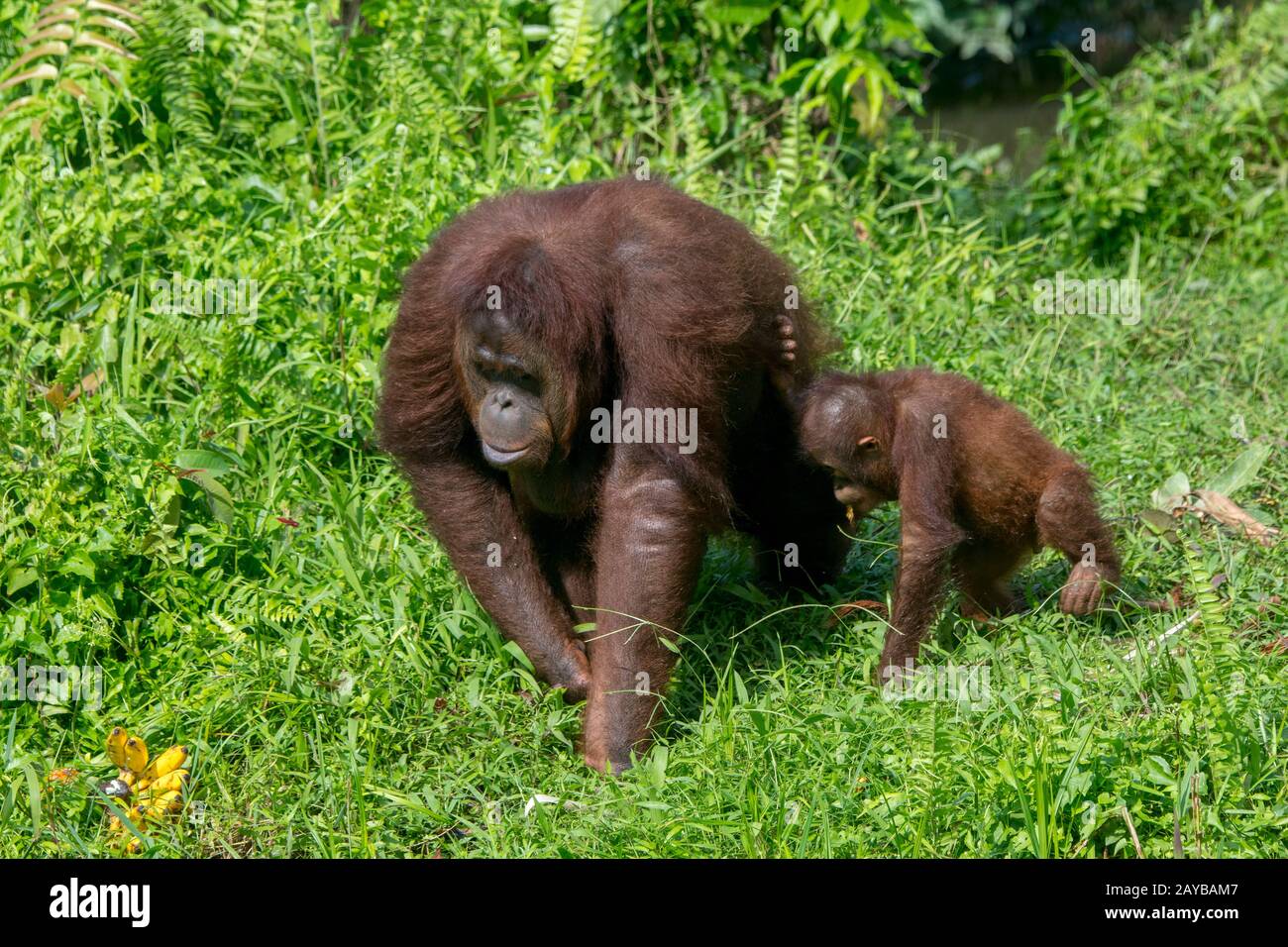 A female Orangutan (Pongo pygmaeus) with a 2 year old baby on an ...
