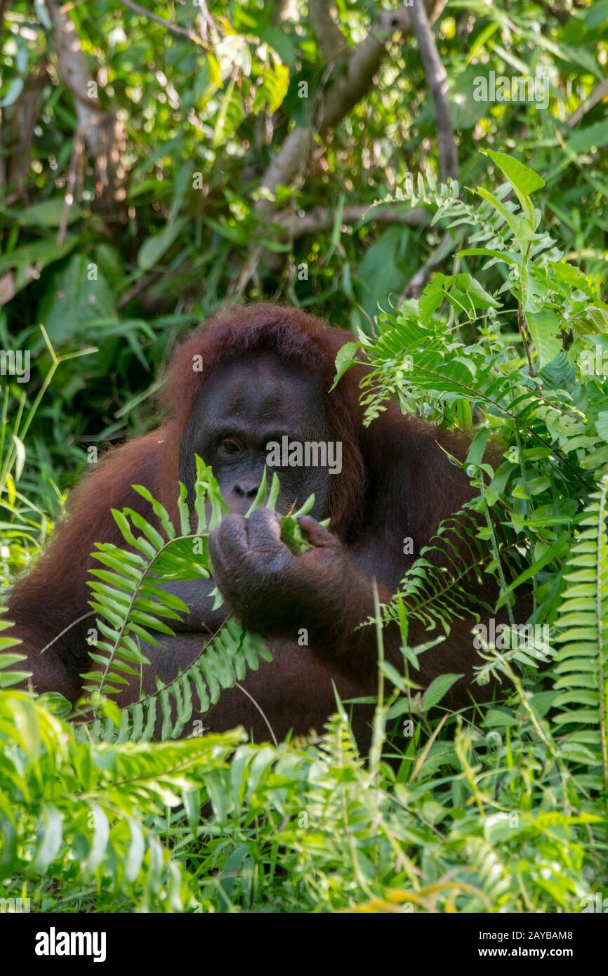 A female Orangutan (Pongo pygmaeus) is sitting in the vegetation on an ...