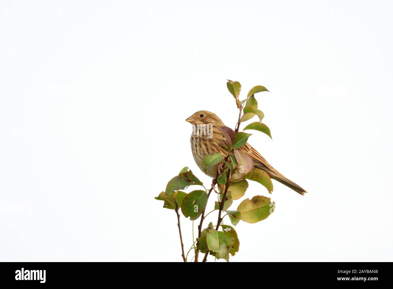 Bunting autumn hi-res stock photography and images - Alamy
