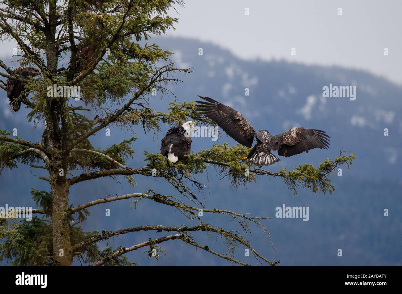 Eagles in tree hi-res stock photography and images - Alamy
