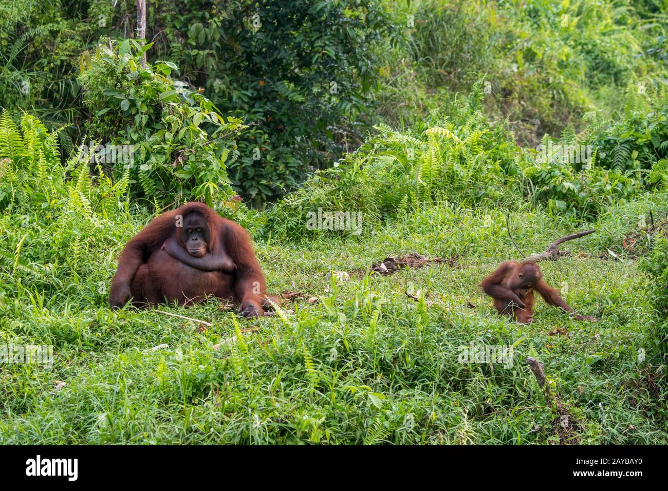 A female Orangutan (Pongo pygmaeus) with a 2 year old baby on an ...