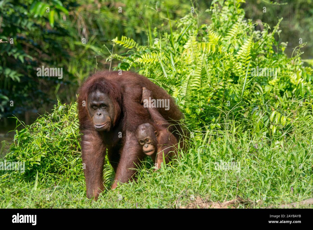 A female Orangutan (Pongo pygmaeus) with a 2 year old baby on an ...
