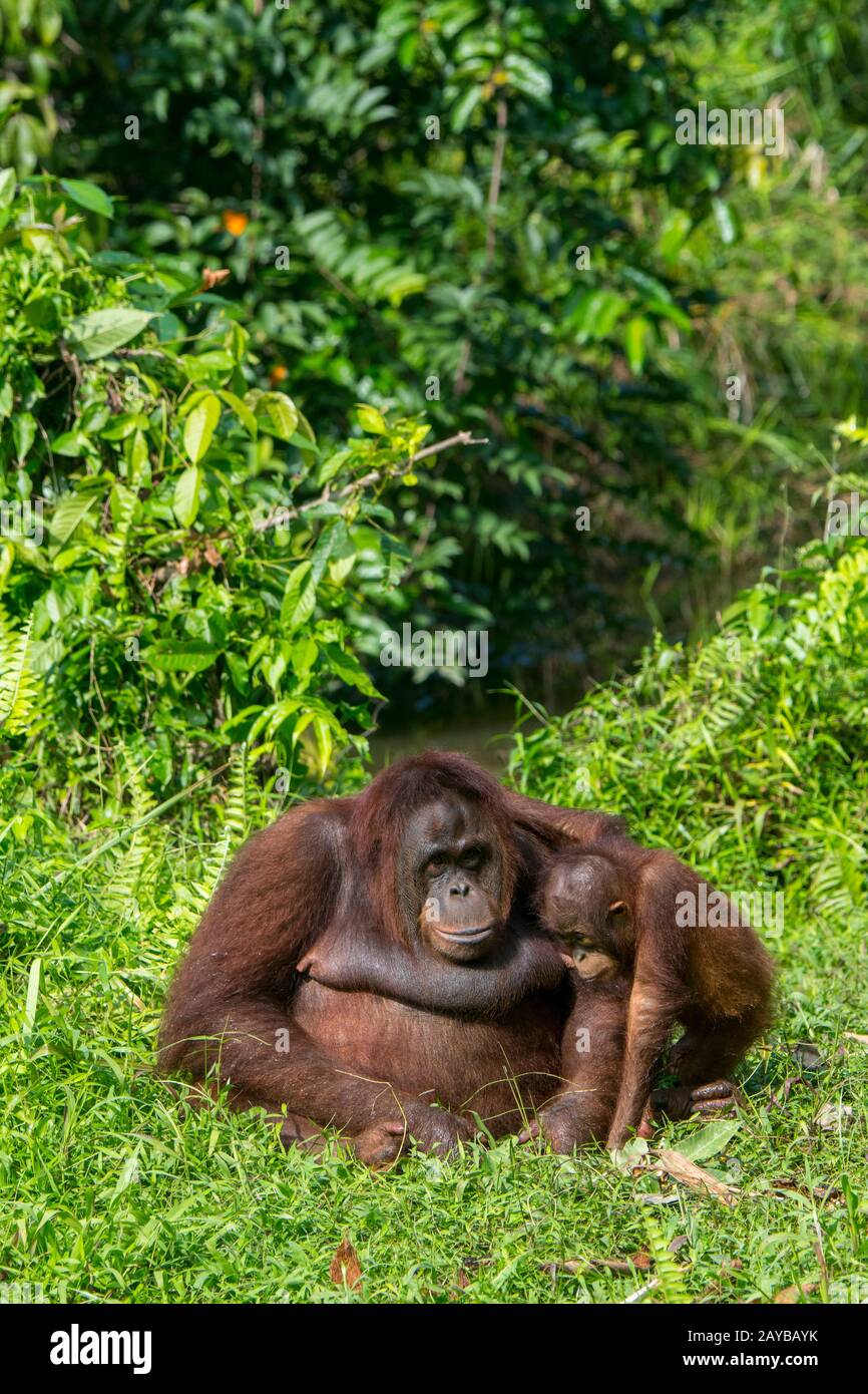A female Orangutan (Pongo pygmaeus) with a 2 year old baby on an ...