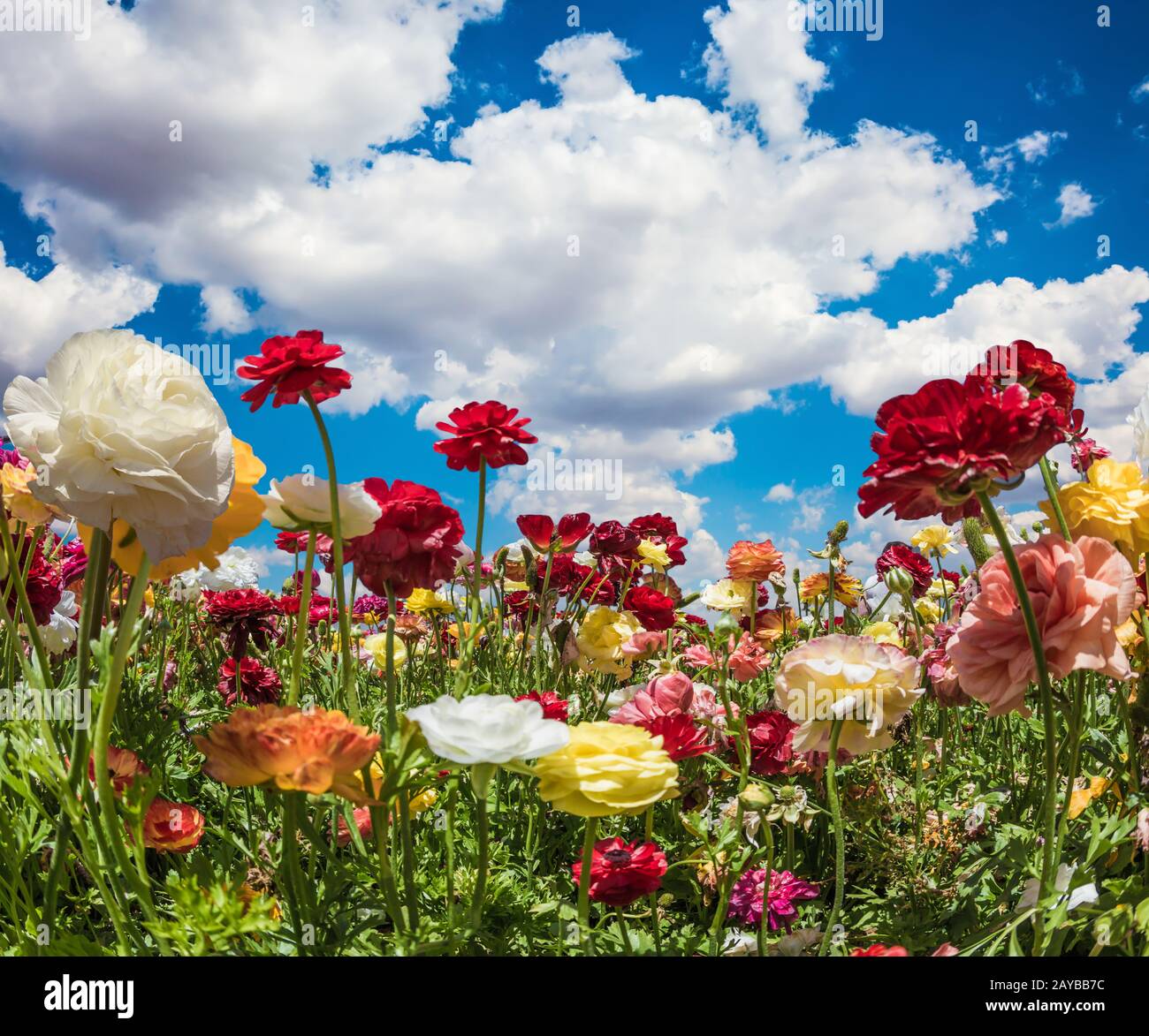 The magnificent field Stock Photo - Alamy