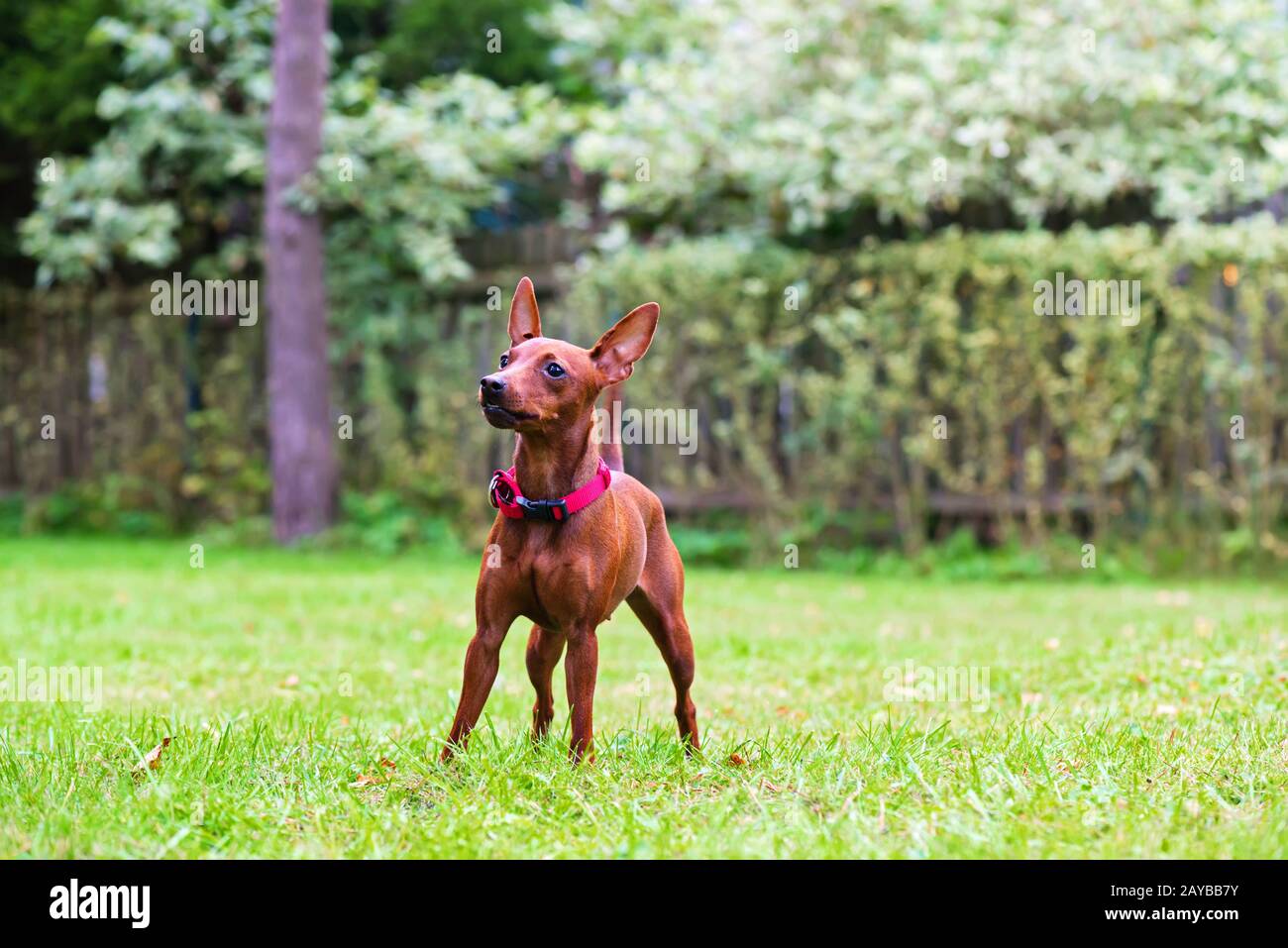 Portrait of a red miniature pinscher dog Stock Photo - Alamy