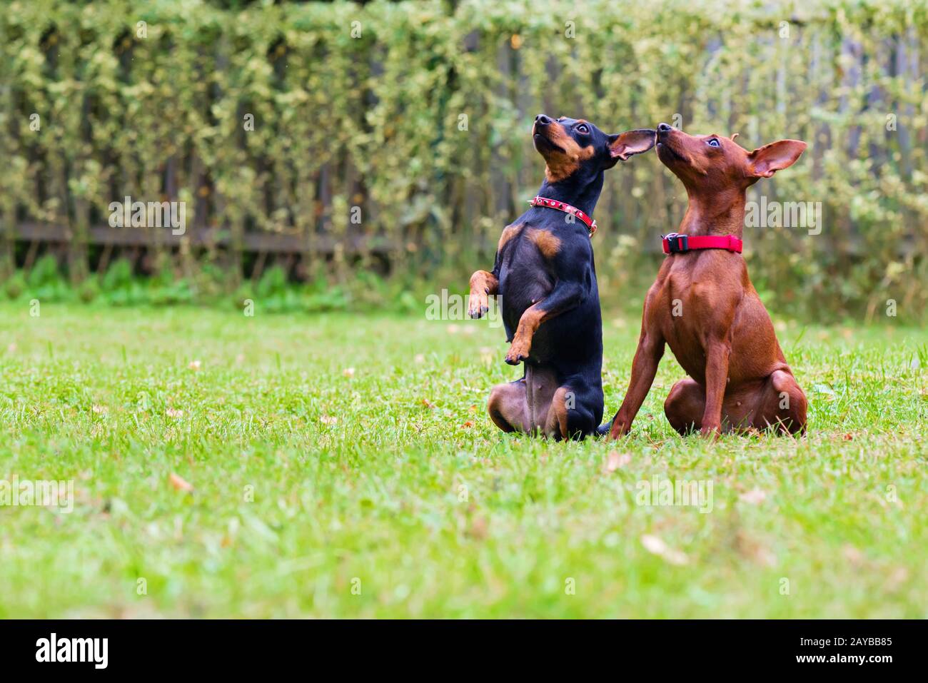 Miniature pinscher dog dogs hi-res stock photography and images - Alamy