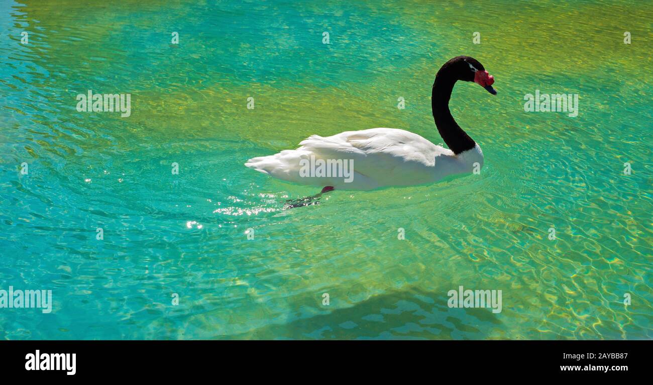 Swan nose hi-res stock photography and images - Alamy