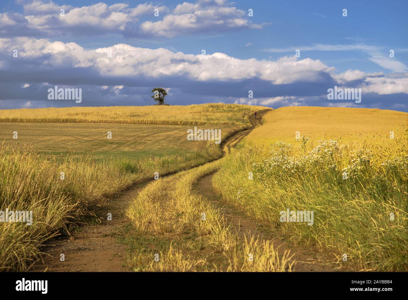 The way through the fields Stock Photo - Alamy