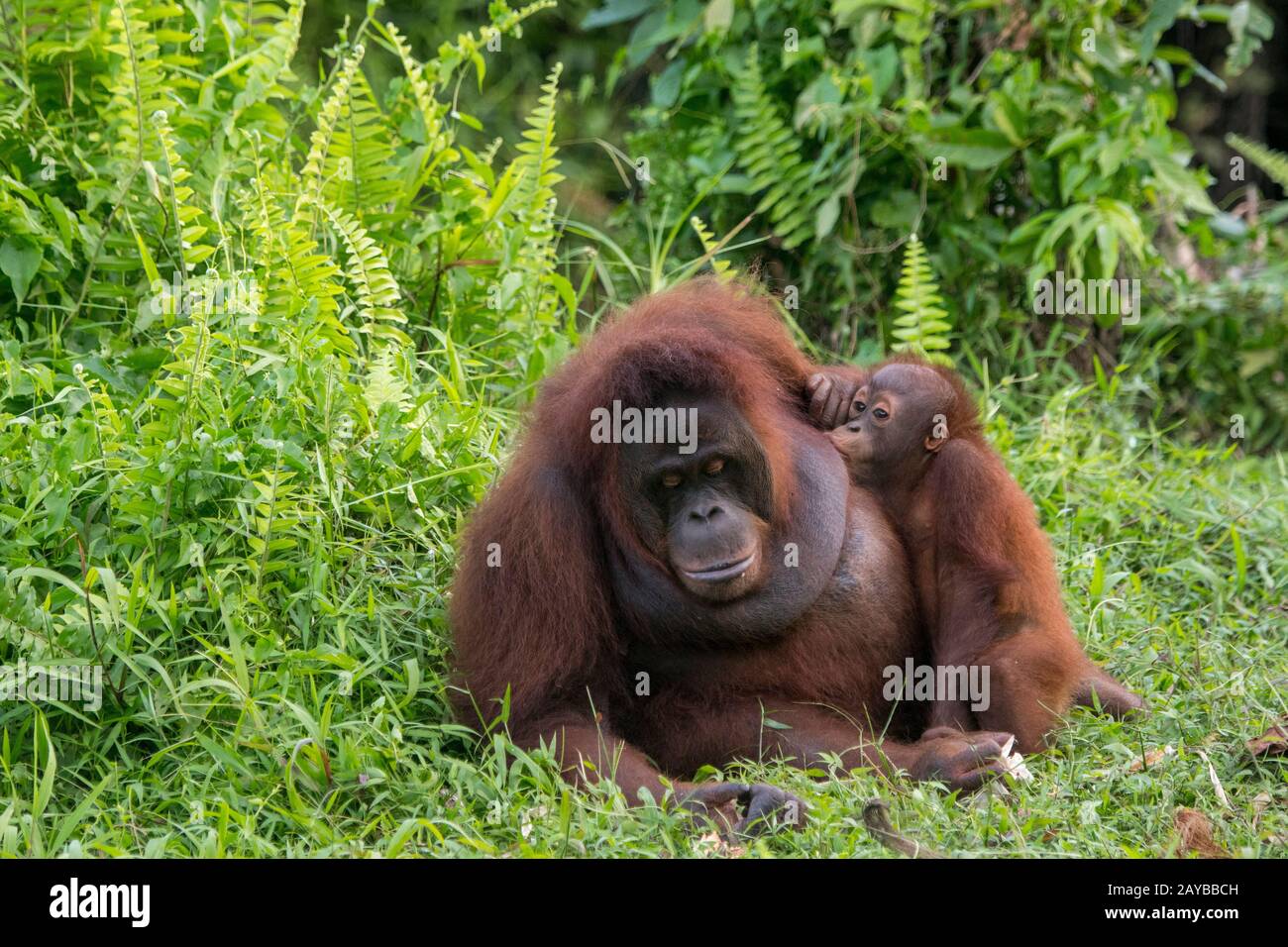 A female Orangutan (Pongo pygmaeus) is nursing a 2 year old baby on an ...