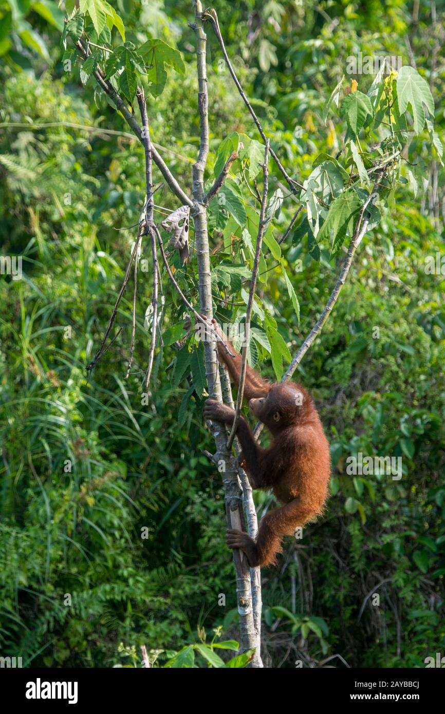 A 2 year old baby boy Orangutan (Pongo pygmaeus) is playing in a tree ...