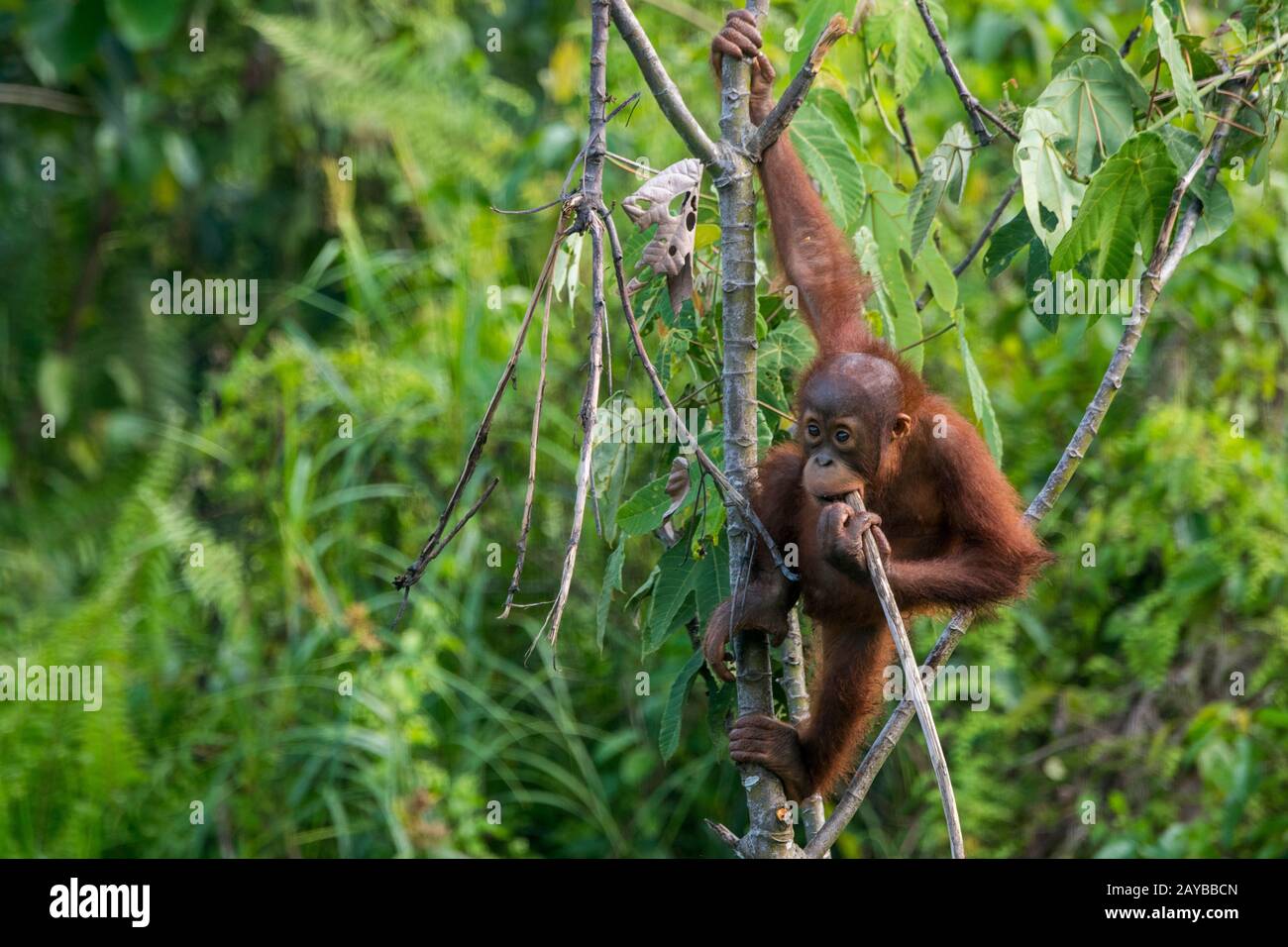 A 2 year old baby boy Orangutan (Pongo pygmaeus) is playing in a tree ...