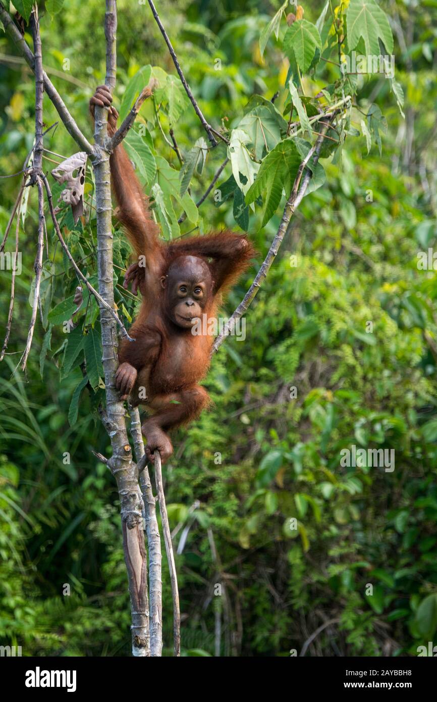 2 year old tree hi-res stock photography and images - Alamy