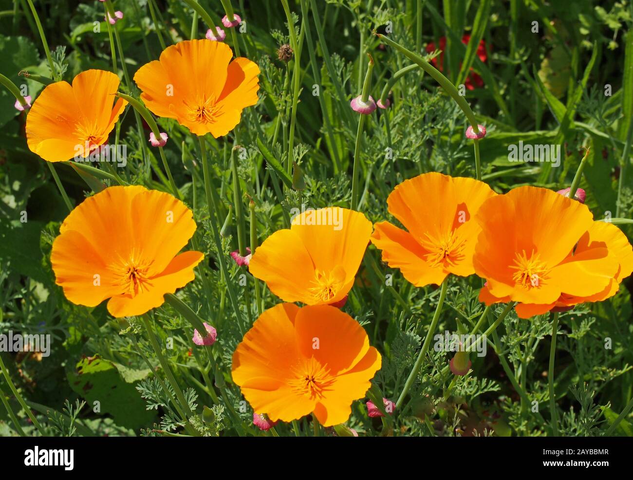 a close up of vivid yellow california poppies flowering in a meadow in ...